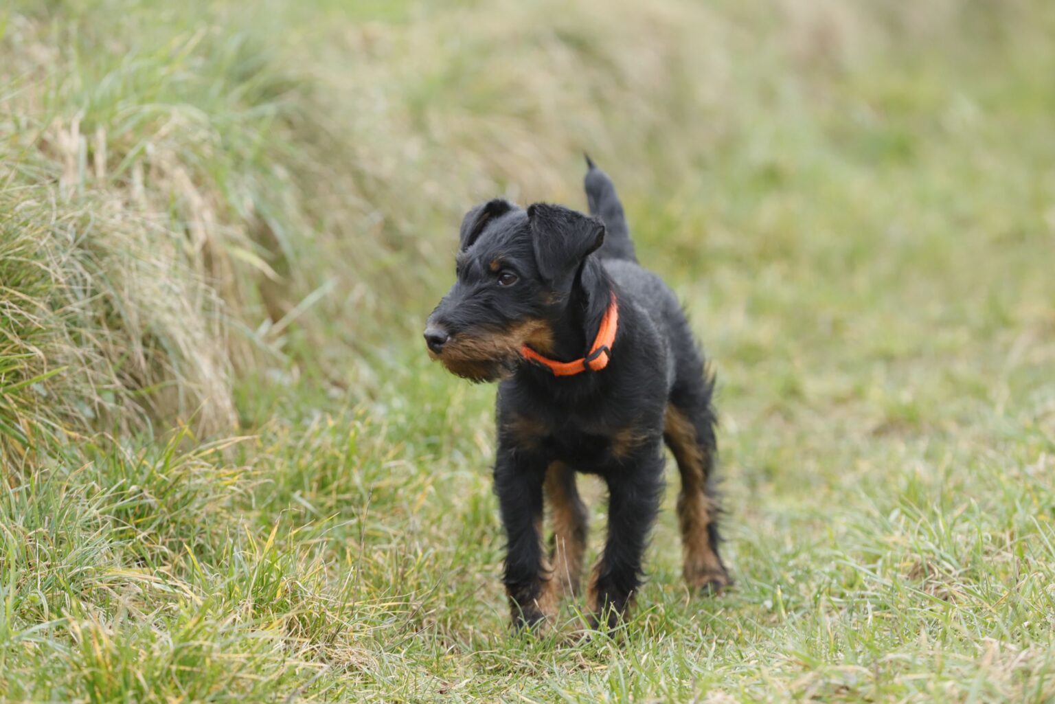 Welpen / Junghunde | DJT-vom-Chausseehaus